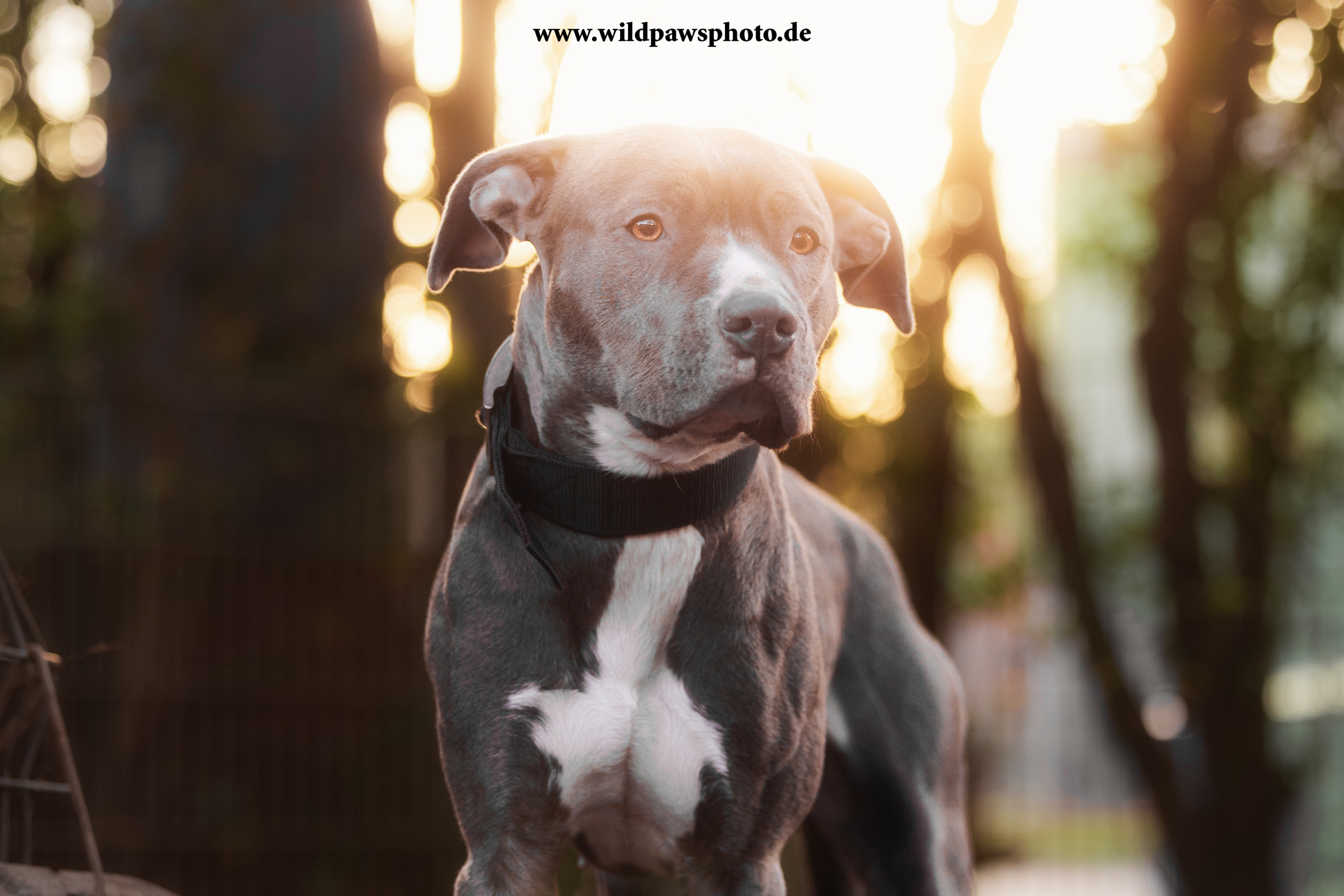 Mabel – Tierheim Duisburg